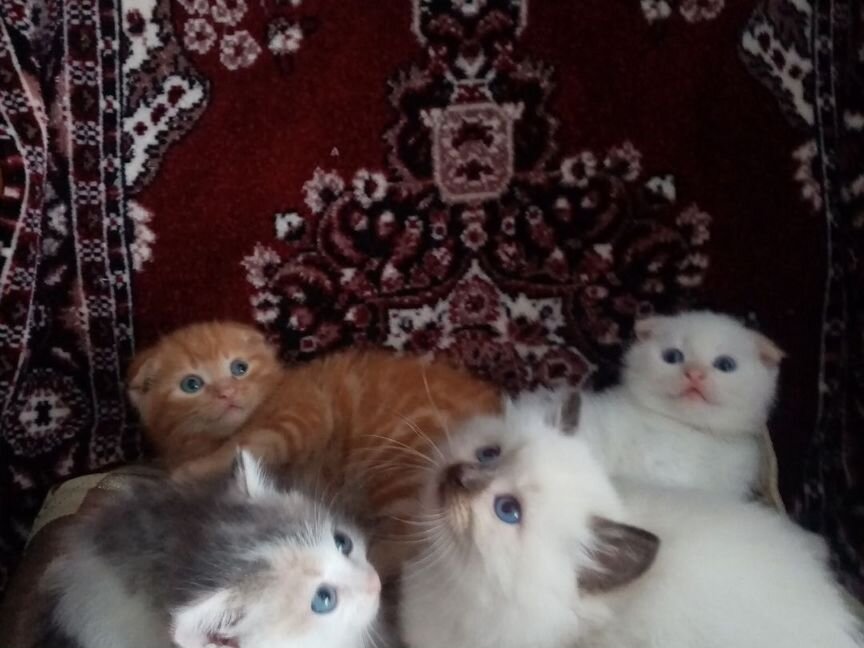 Шатланские котята