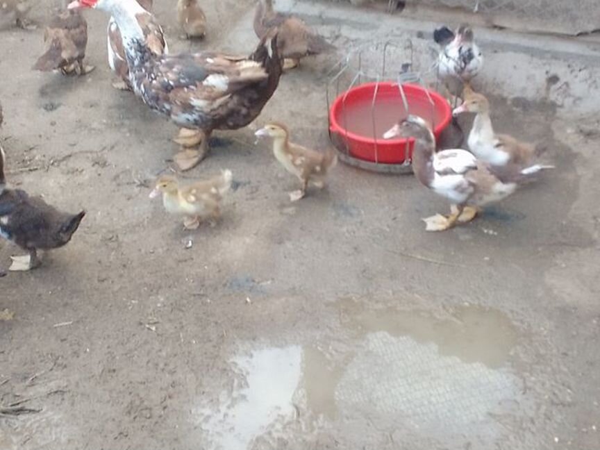 Идоутята подрощенные