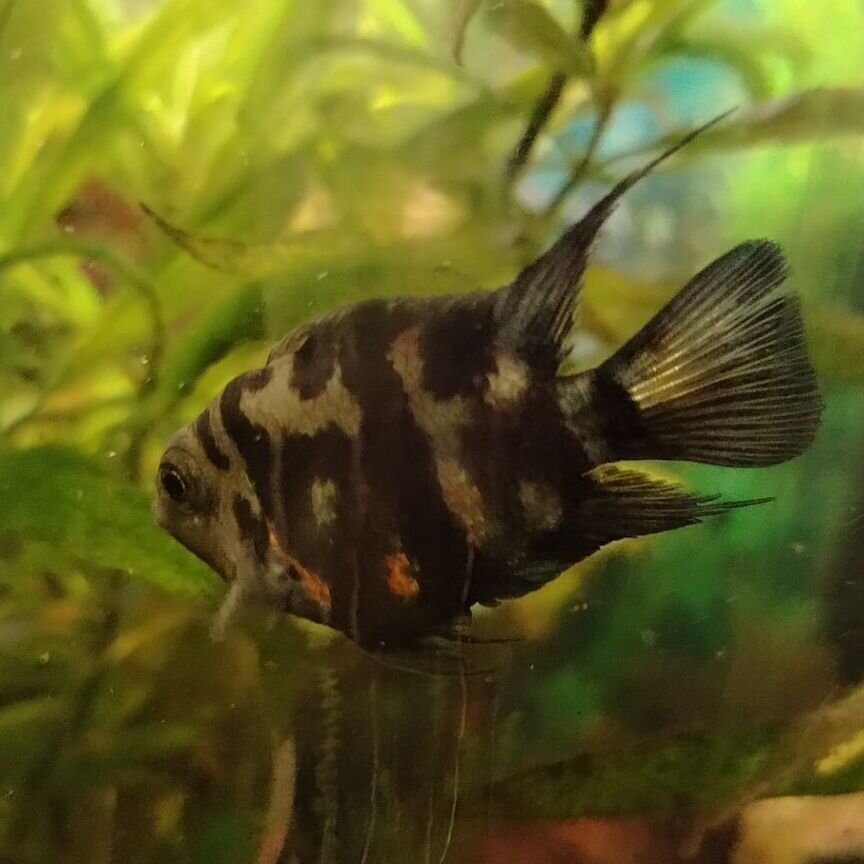 Сапфировый попугай