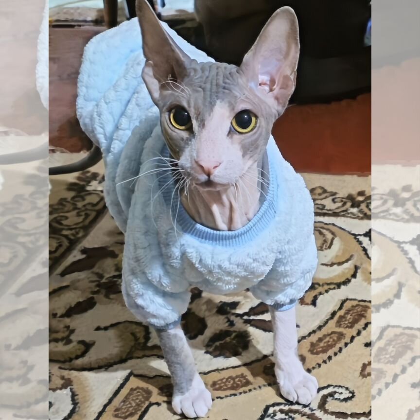 Канадский сфинкс, взрослый кот