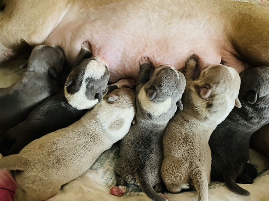 Американский булли покет