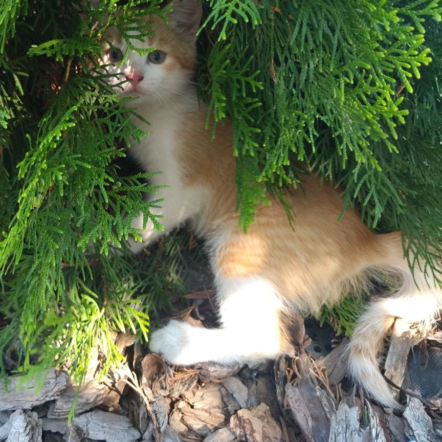 Котенок мальчик ищет дом