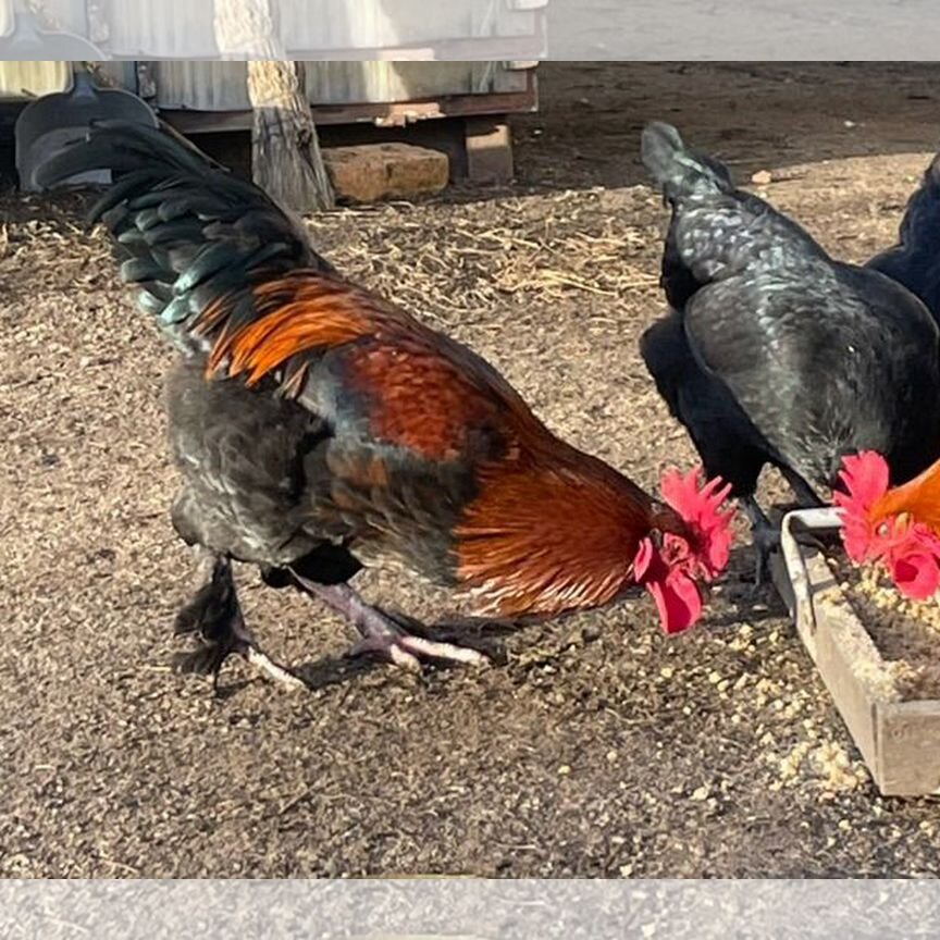 Петух мохнатоногий