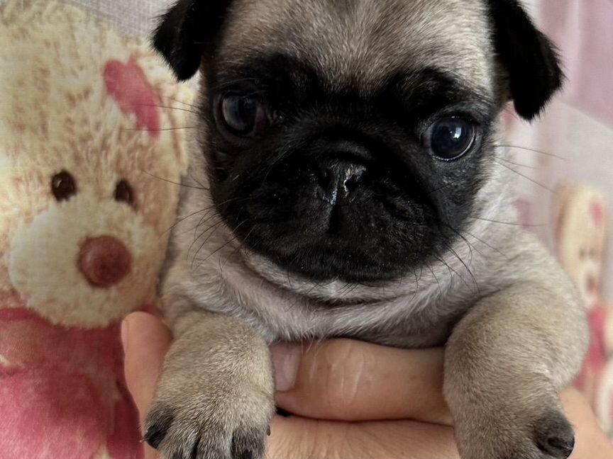 Щенки мопса