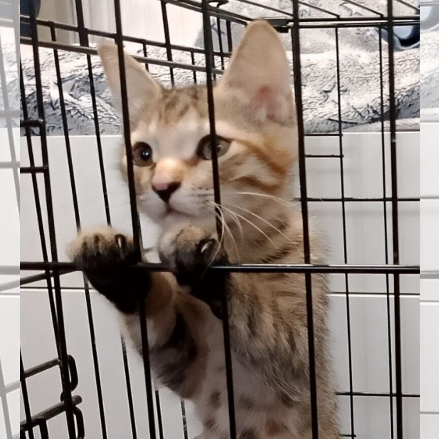 Котята
