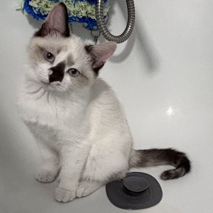 Сноу-Шу котёнок