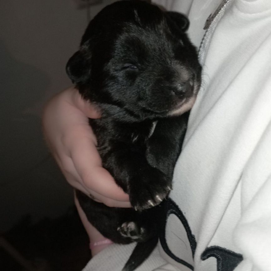 Австралийский келпи, щенок