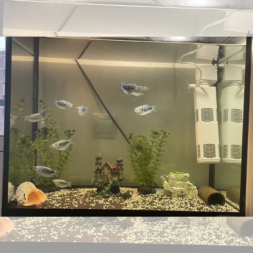 Аквариум с рыбками 100л