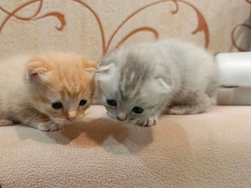 Шотландская кошка