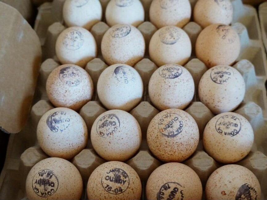 Инкубационное яйцо Бройлер Кобб 700 (Арбор)