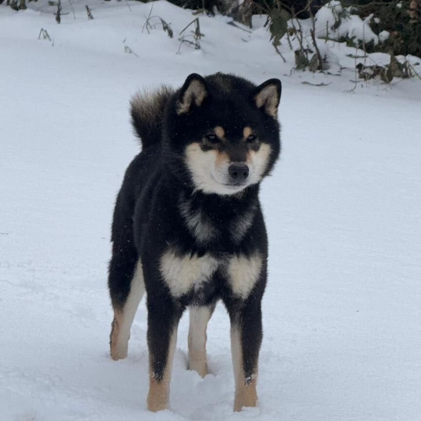 Взрослый кобель для племенной работы