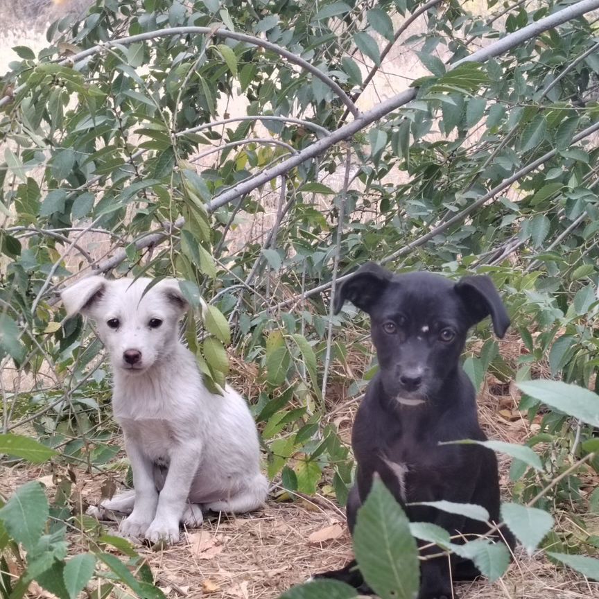 Отдам в добрые руки