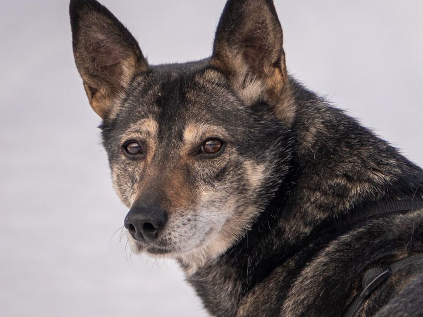 Неприметные собачки много лет ждут своего человека