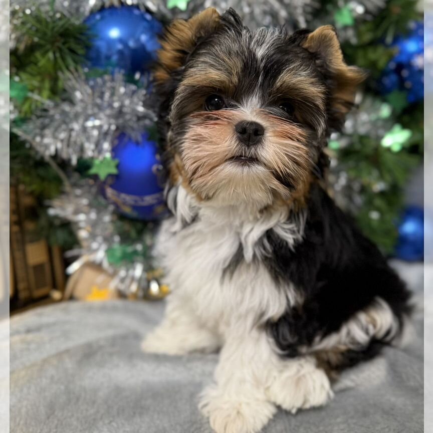 Бивер-йоркширский терьер, щенок