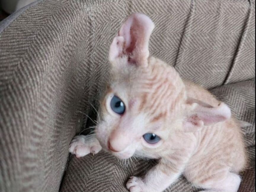 Котята сфинкс