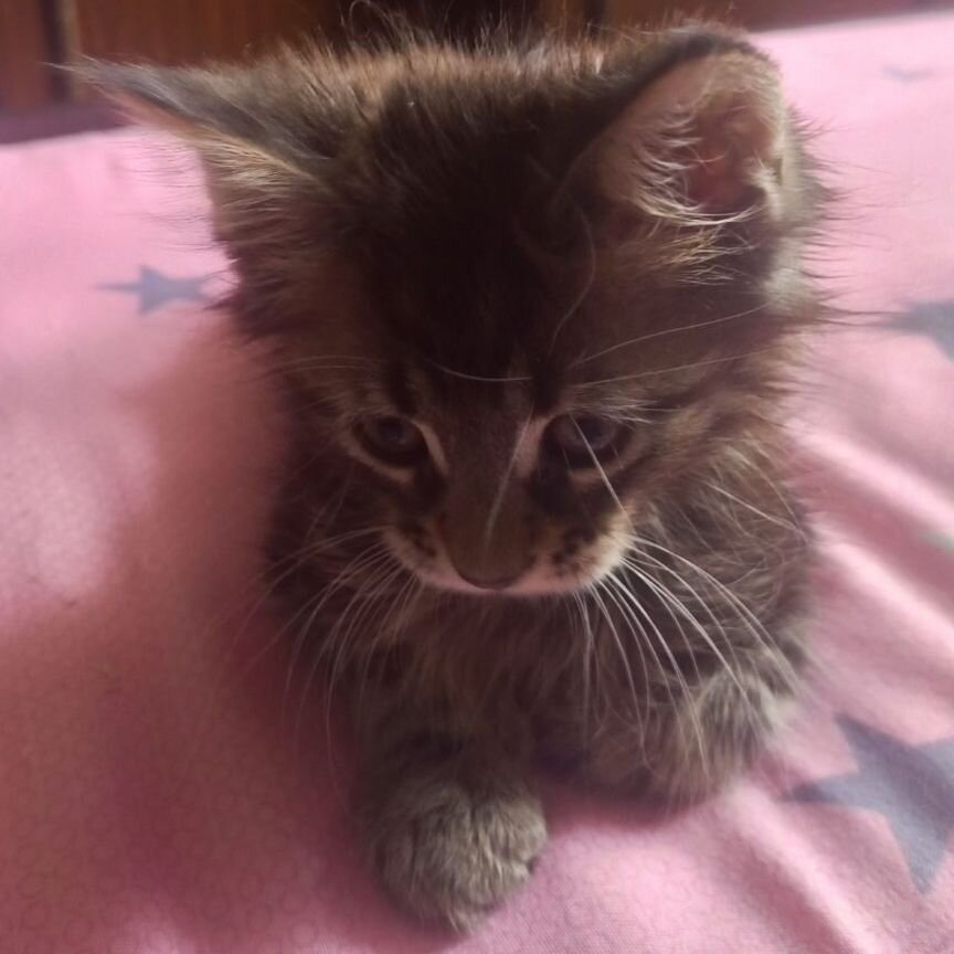 Мейн-кун котёнок