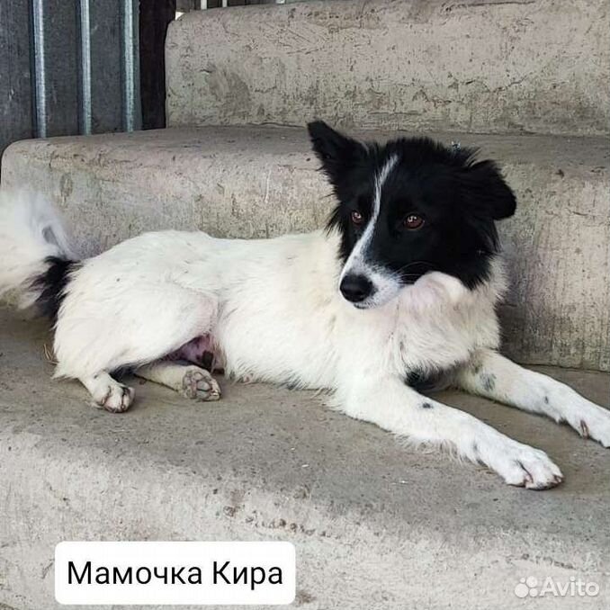 Собачья семья ищет лучший дом