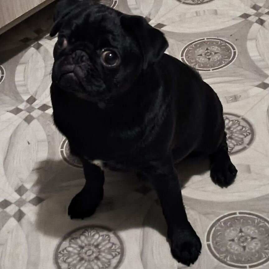 Мопс, щенок