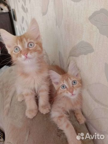 Котята рыжие бесплатно