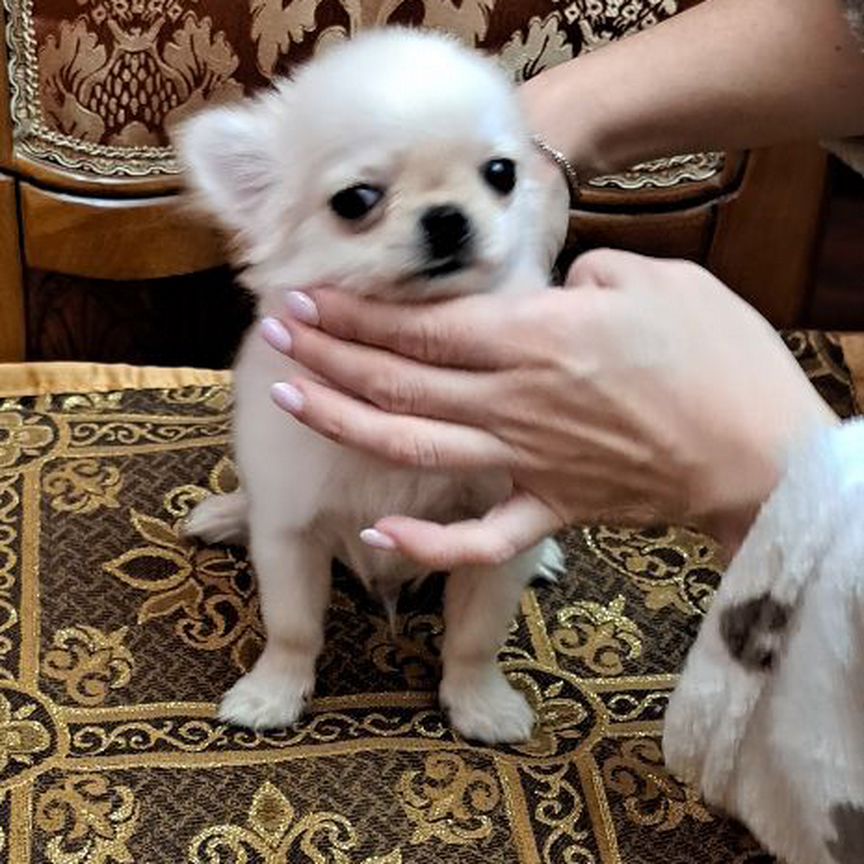 Щенки чихуахуа