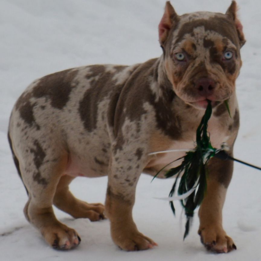 Американский булли, щенок