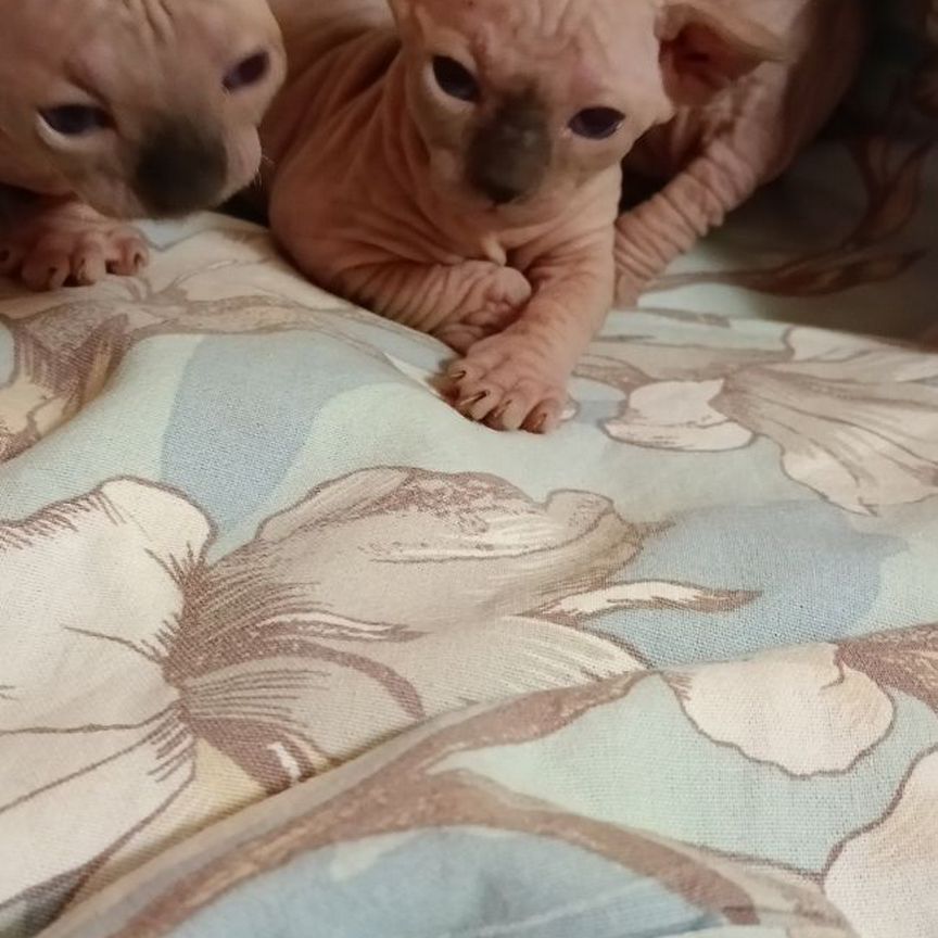 Котята сфинкс