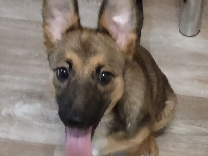 Щенок Пальма, людям подкинули в подъезд