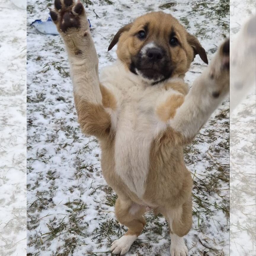 Щенок в добрые руки