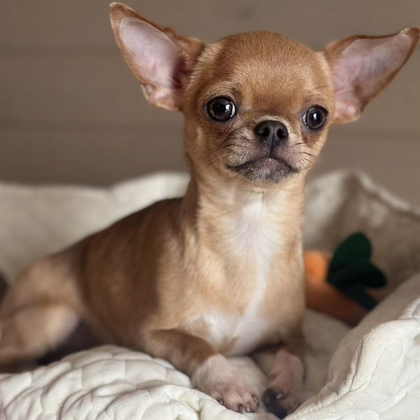 Чихуахуа, щенок