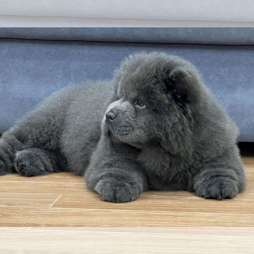 Чау-чау, щенок