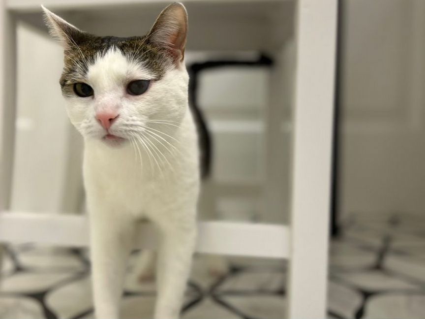 Ангел на четырех лапках Бусёна ищет передержку дом