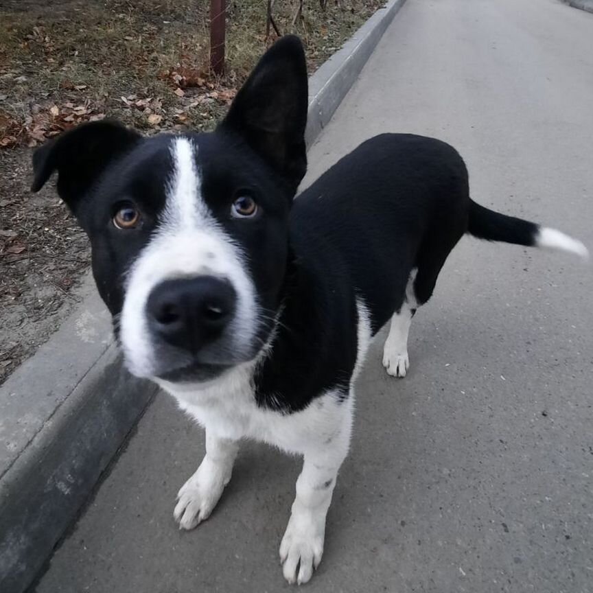 Щенок мальчик помесь