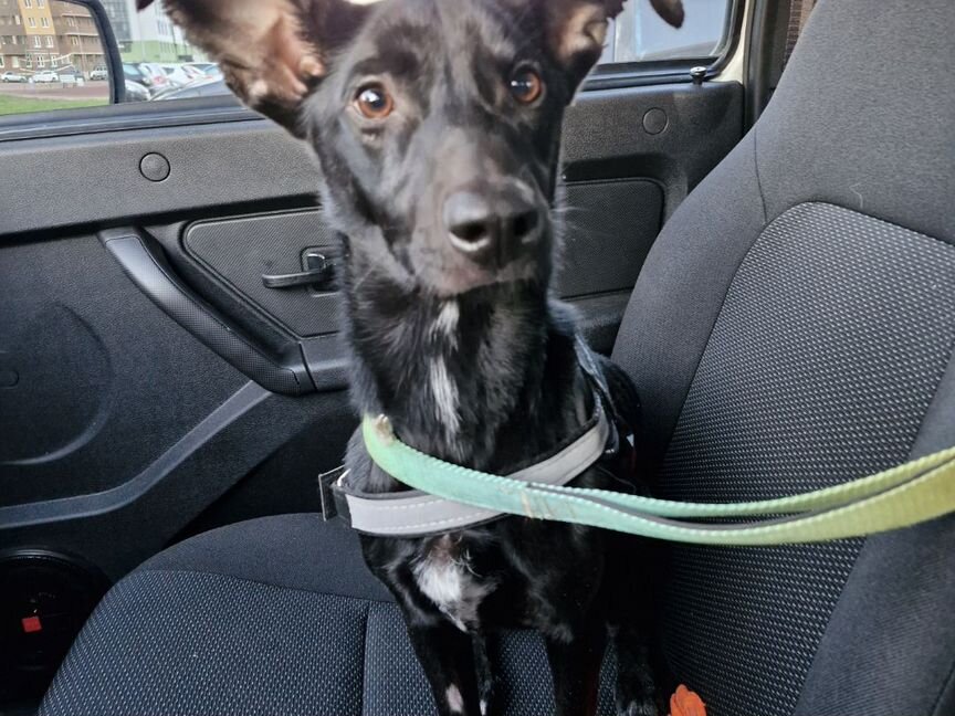 Мальчишка-воришка