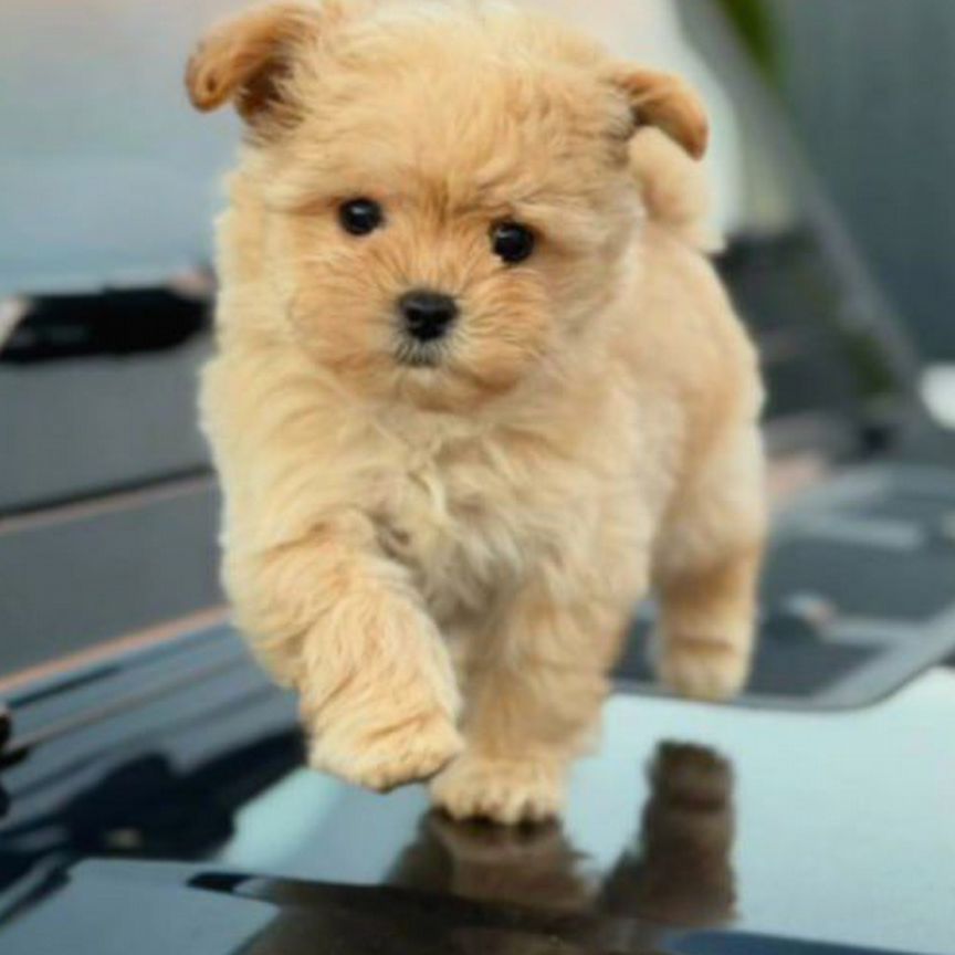 Мальтипу, щенок