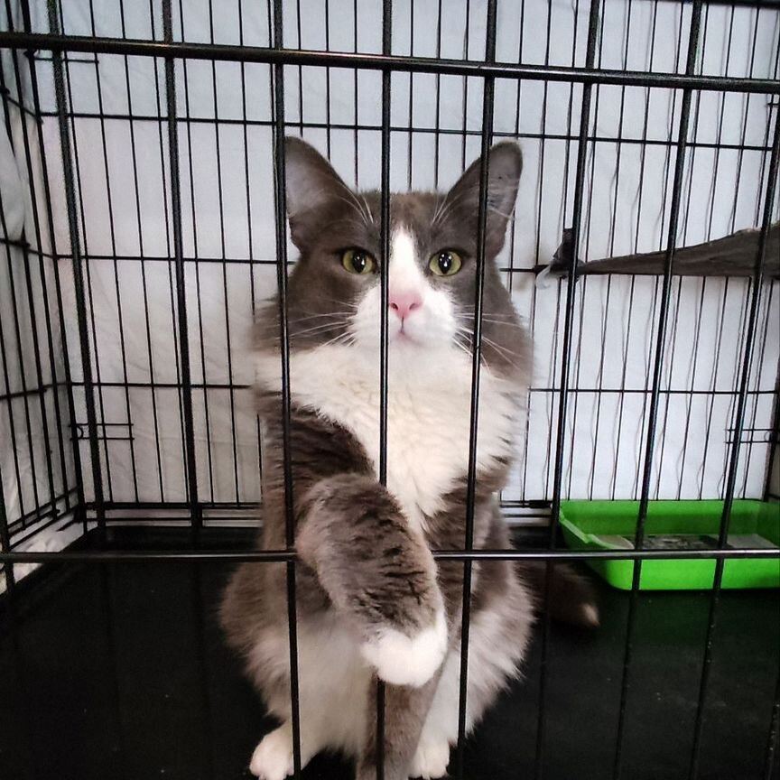 Котик для души
