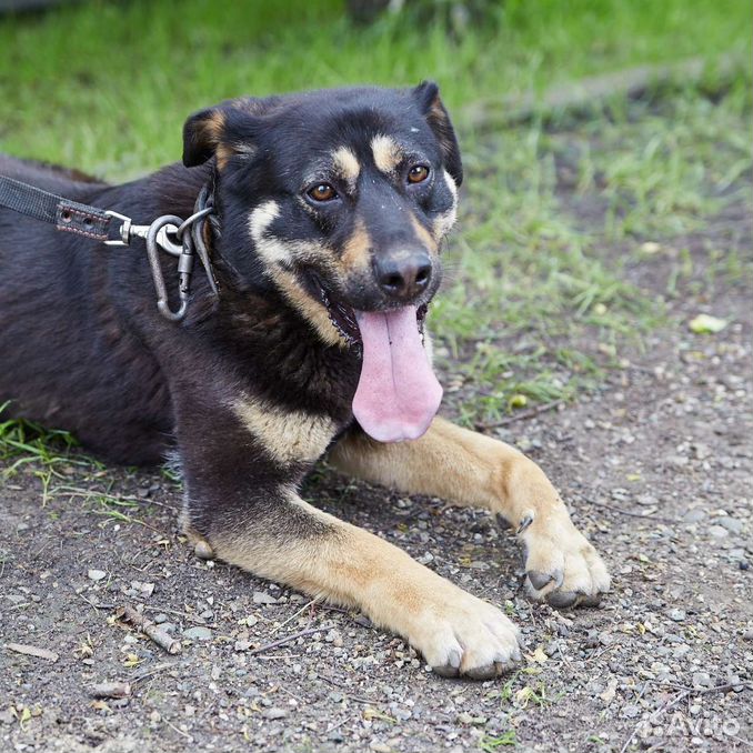 Мальвина - отличная собака в отличные руки