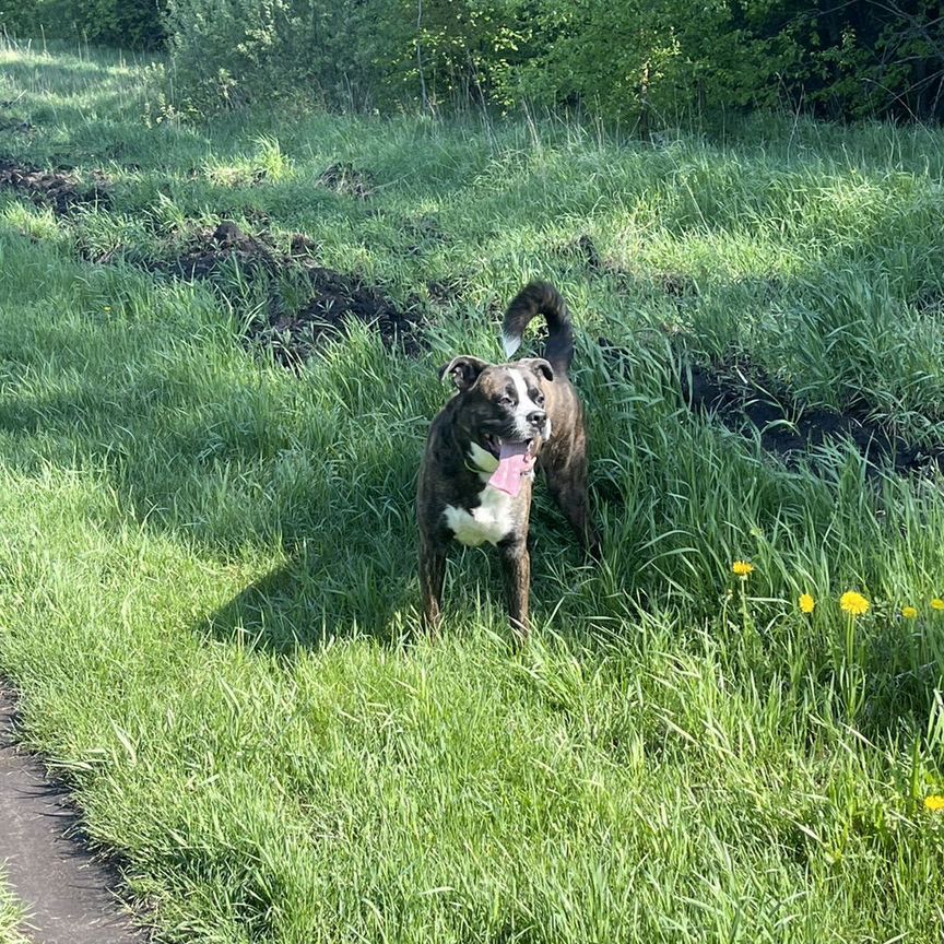 Отдам в добрые руки охранника