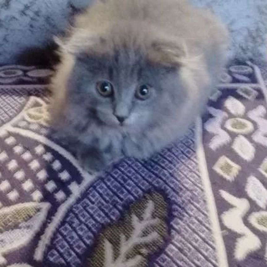 Шотландский вислоухий длинношёрстный котёнок