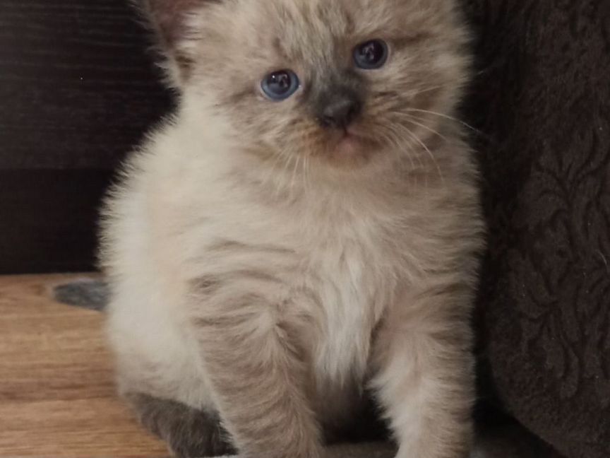 Невский маскарадный котёнок