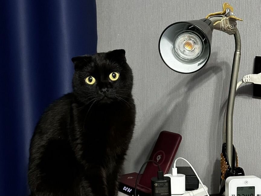 Отдаю кота 3.5 лет в заботливые руки