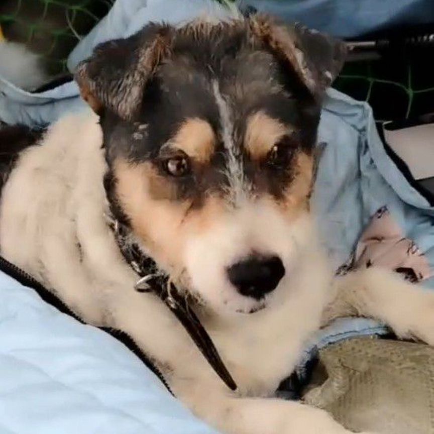 Взрослая собака в добрые руки