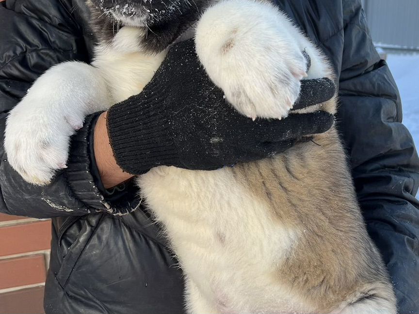 Щенки Американской Акиты