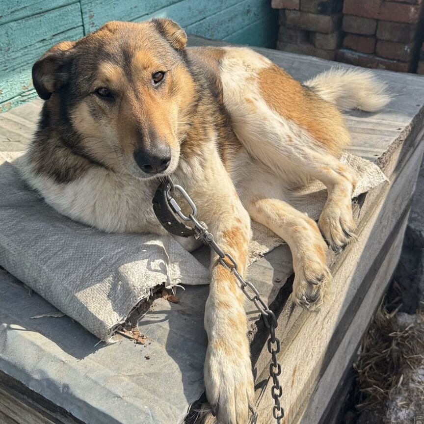 Взрослая собака в добрые руки