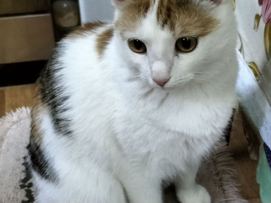 Трехцветная кошка в добрые руки