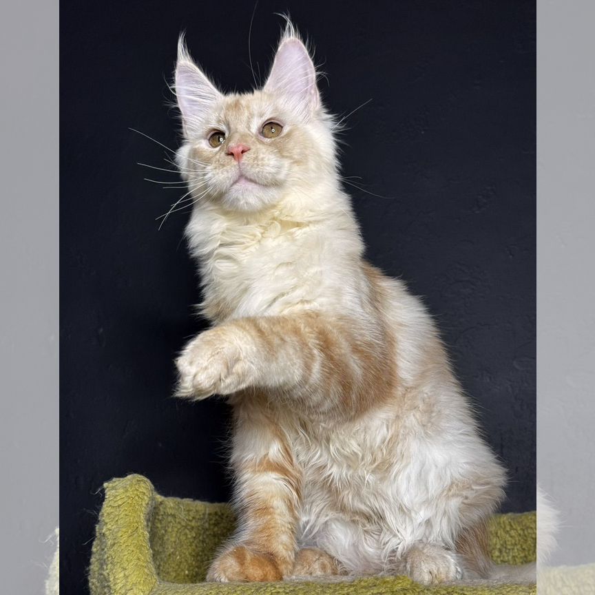 Мейн-кун котёнок