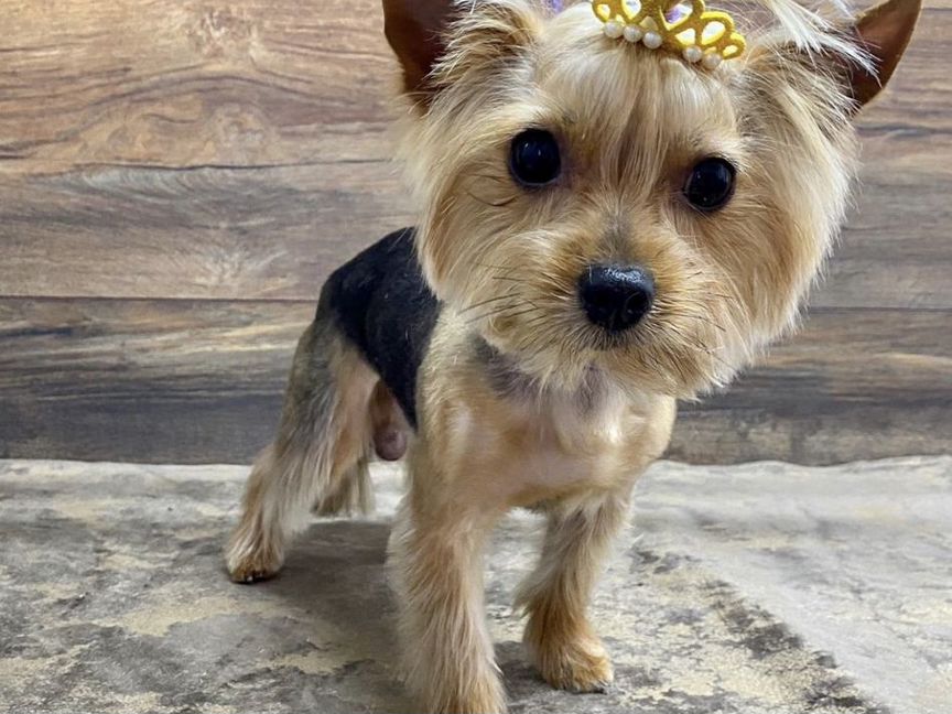 Йорк мальчик ищет невесту