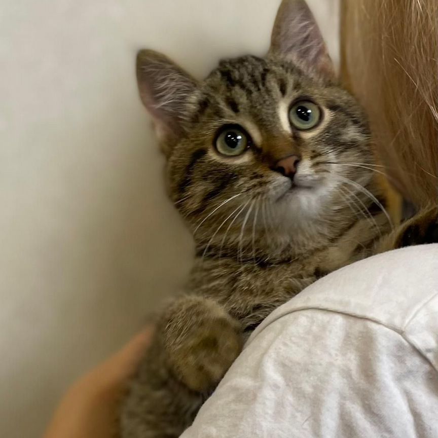 Полосатый котенок Тигра, 3 месяца