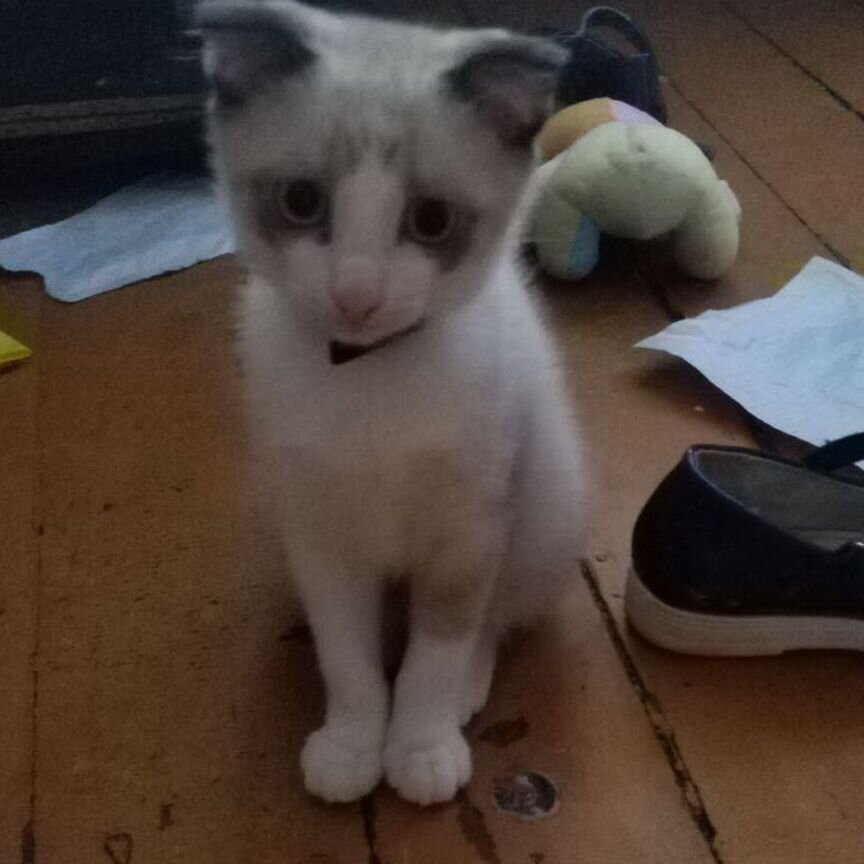 Шотландский вислоухий короткошёрстный котёнок