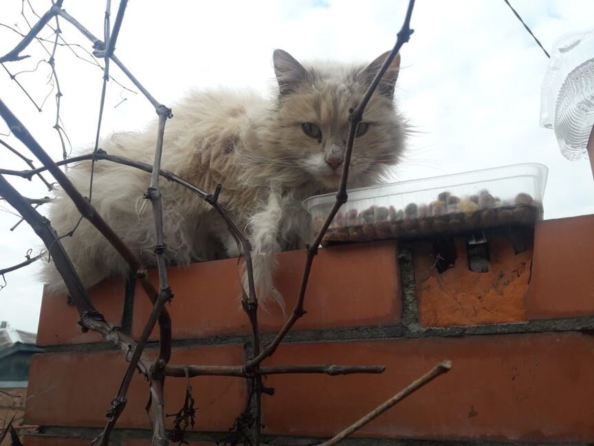 Найдена кошка бездомная