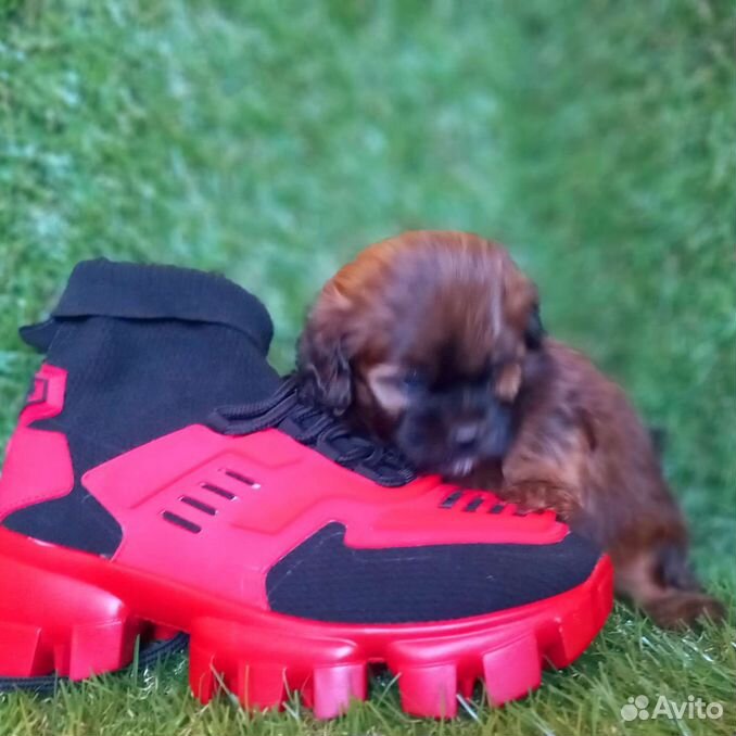 Красная шоколад мини девуля